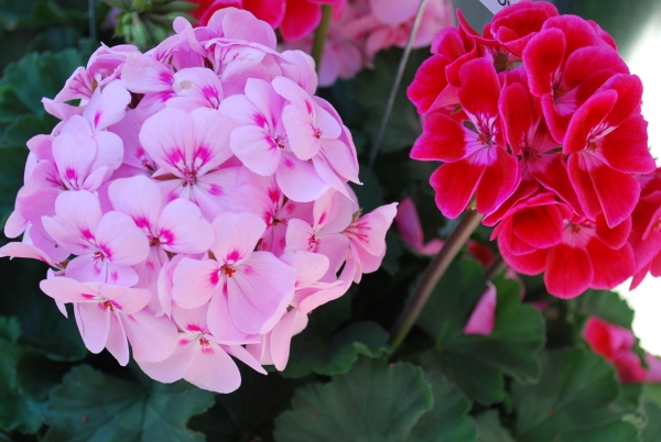 Geraniums -- The Root of Spring & Summer Gardening